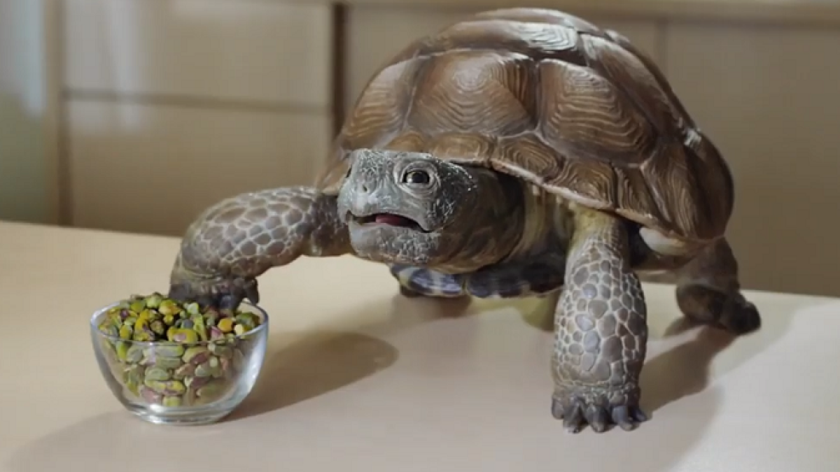 dollar plays tortoise