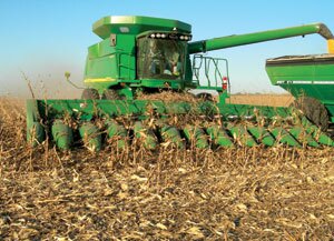 combining corn