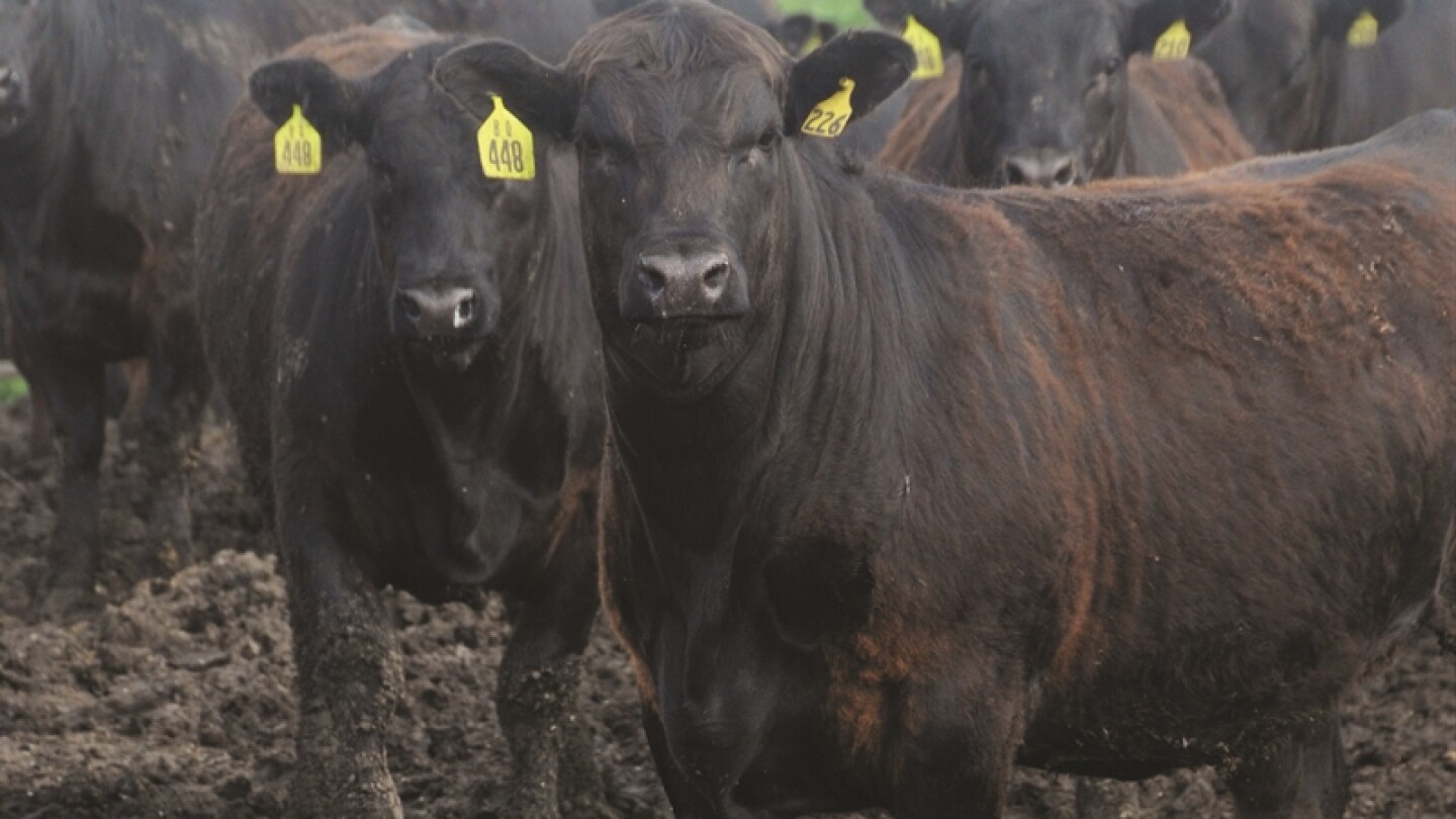 Zilmax Impact - Drovers