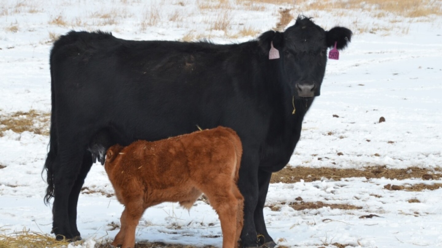 Avoiding The Calfcicle: Calving in Winter Weather