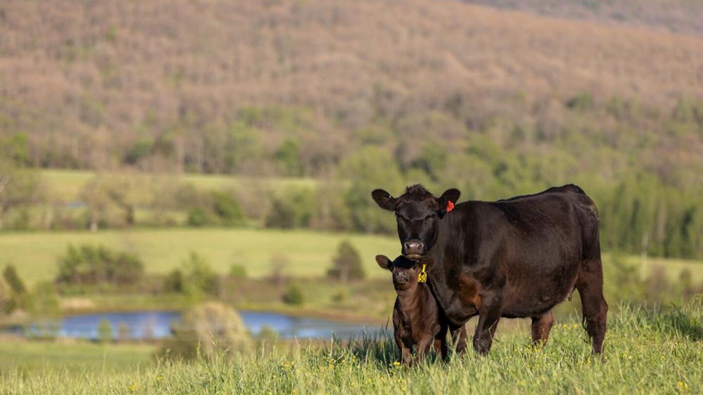 Angus Foundation to host 150 Years of Angus Celebration in OKC - Drovers