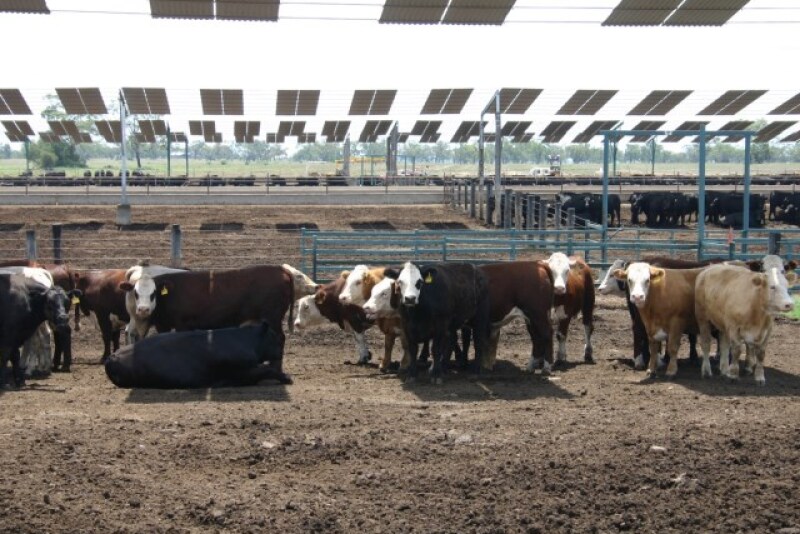 Fatigued Cattle Syndrome: What It Is and What to Do About It - Bovine Vet