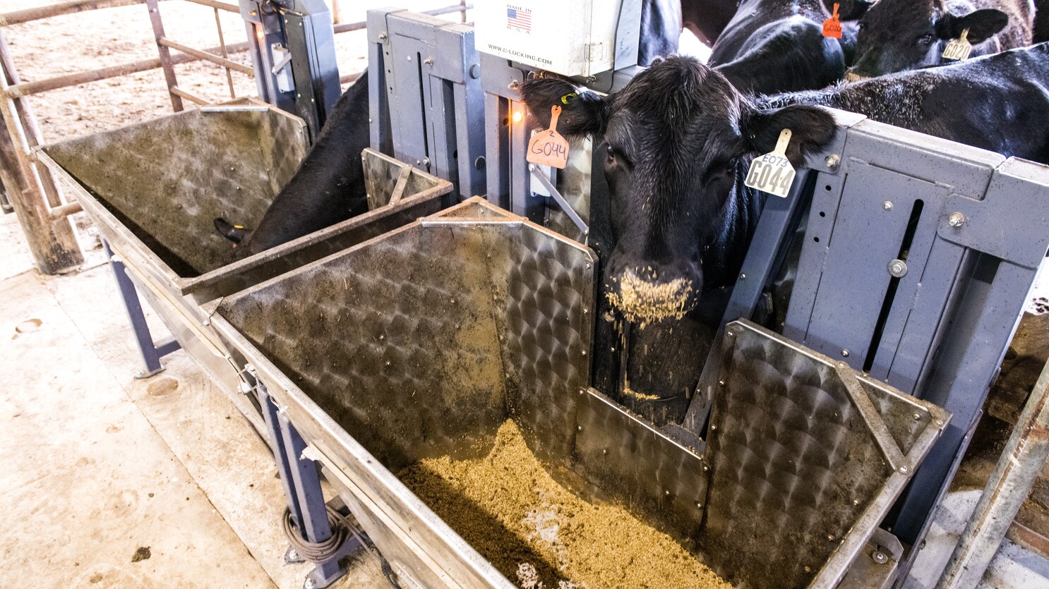 fluffy cows melatonin