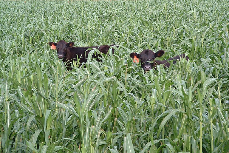 Study Shows No Damage to Soils from Grazing of Cover Crops - Drovers