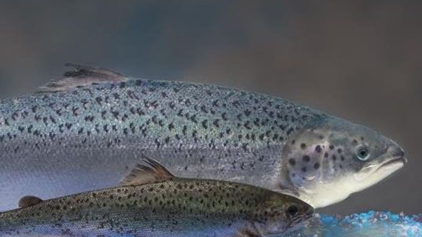 FDA Opens the Dam for GE Salmon - Bovine Vet