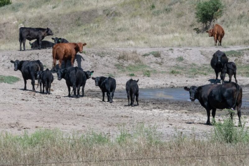 Third AFBF Survey Reveals Stark Reality of Western Drought - Drovers