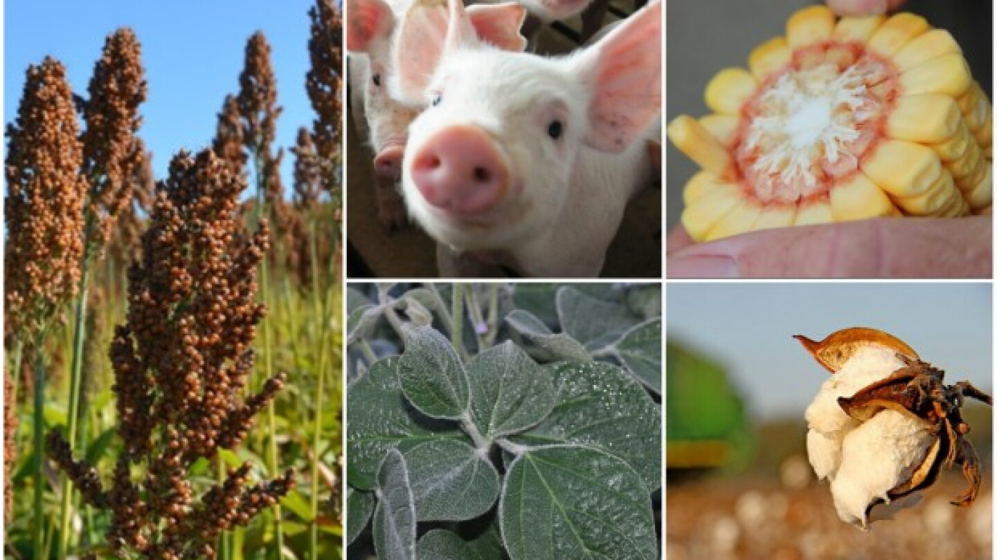 5 Crop and Livestock Charts to Ponder from USDA’s 10-Year Outlook ...