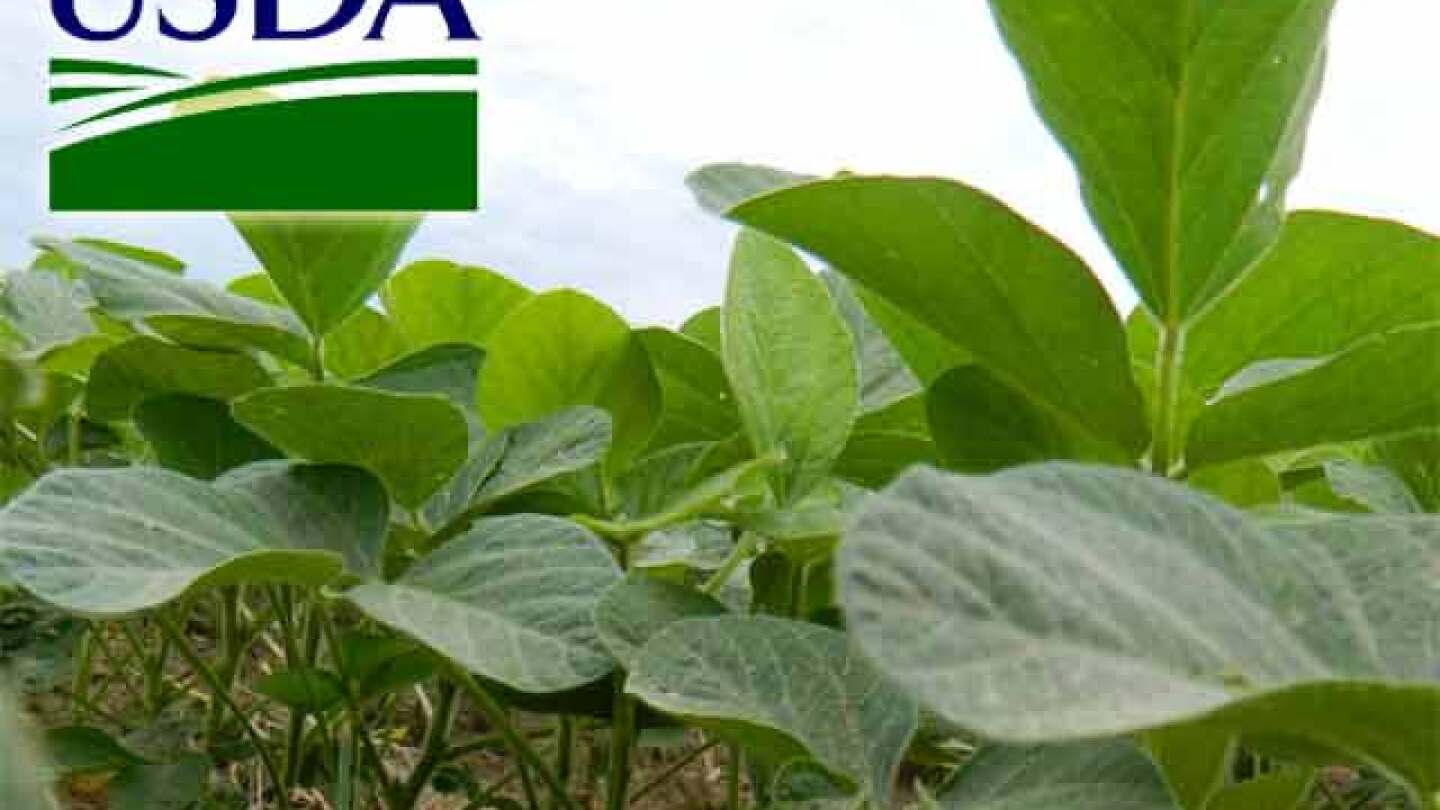 USDA Report Snapshot | August 12, 2022 - Pro Farmer