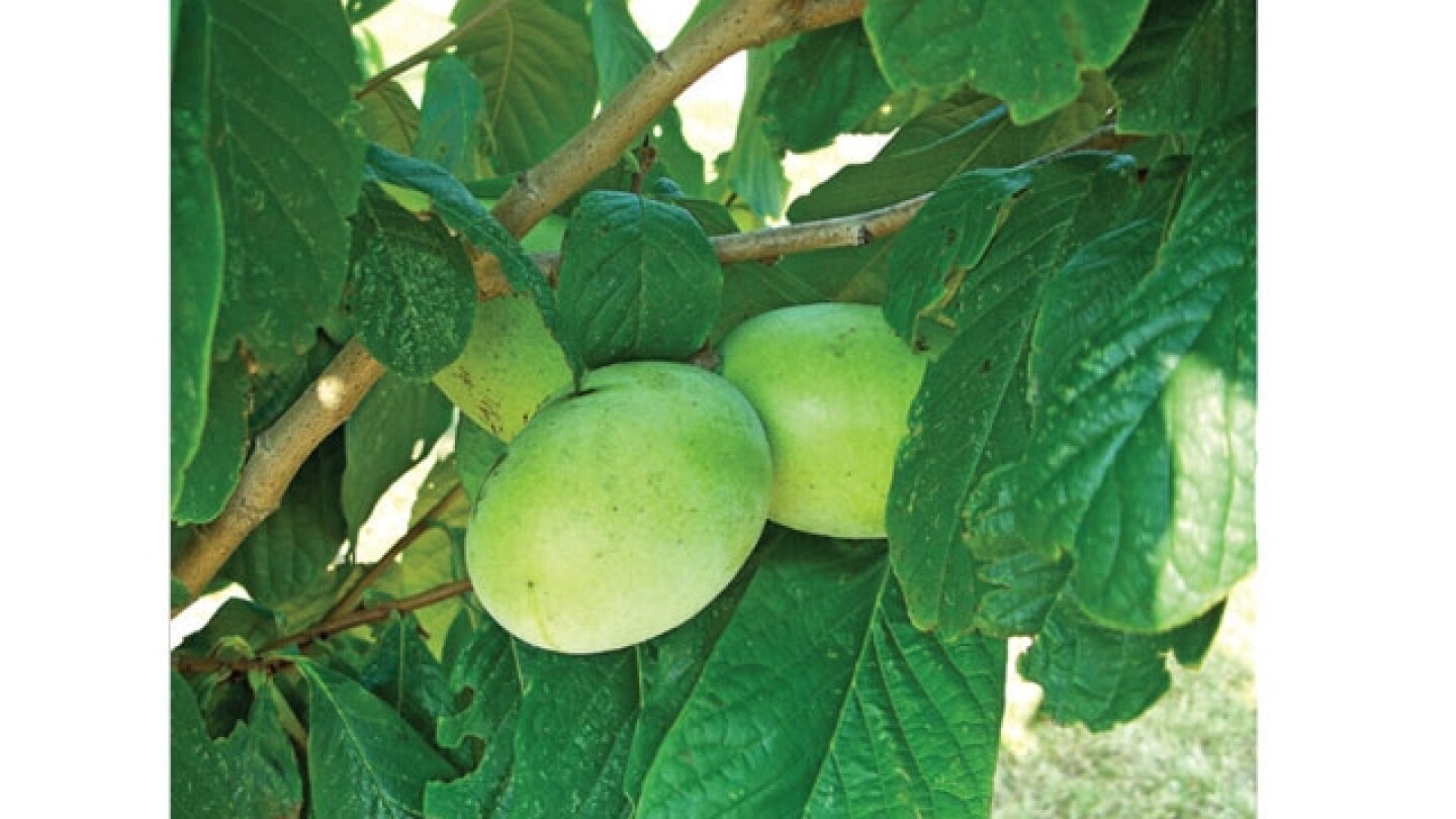 Pawpaw: America's Forgotten Fruit - The Packer