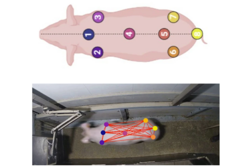 Determine Pig Body Dimension and Behavior Traits with One Camera