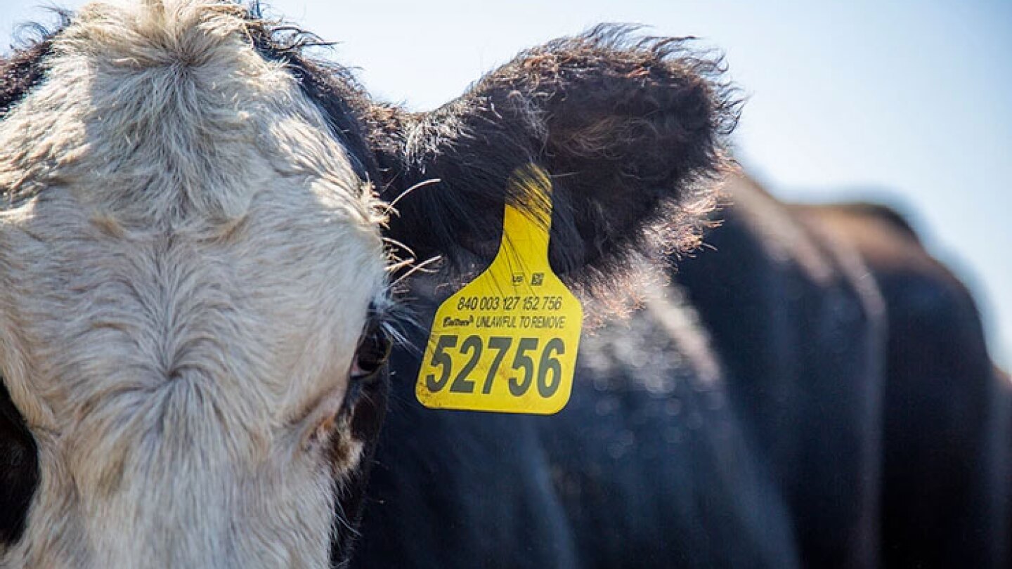 Tyson Announces Support for U.S. CattleTrace - Drovers