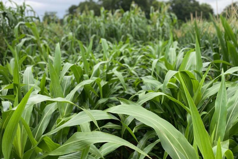 Alta Seeds Brings Herbicide Tolerance to EMPYR Premier Forages - The Scoop