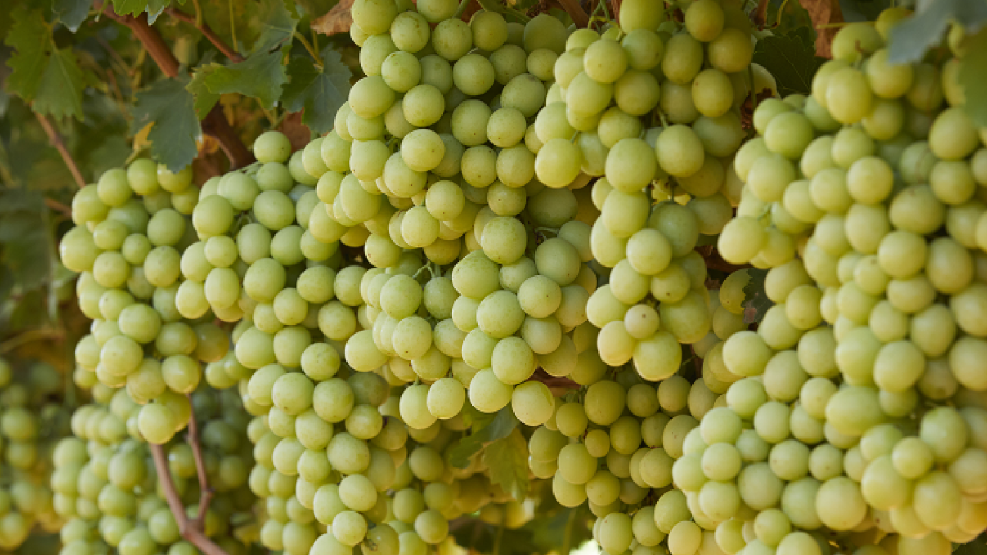 Grapes and pecans gain ground - The Packer - Fruit and Vegetable ...