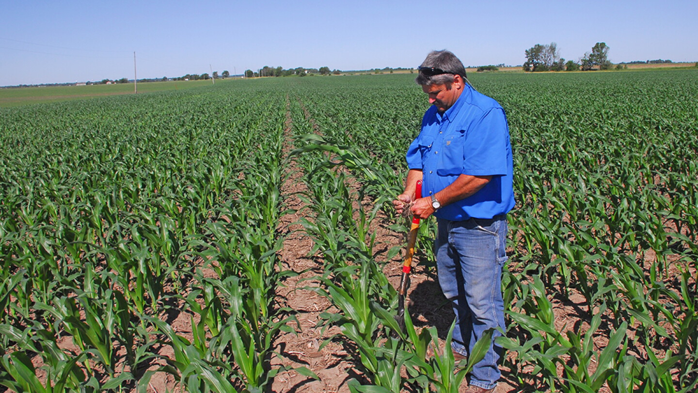 Seize Your Corn Yield Potential With Sulfur's Amazing Superpowers - AgWeb