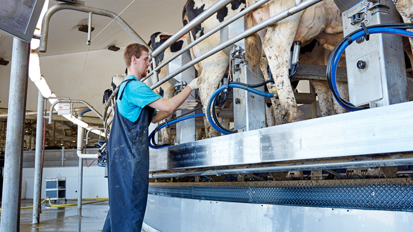 Make The Right Mastitis Treatment Decisions - Dairy Herd Management