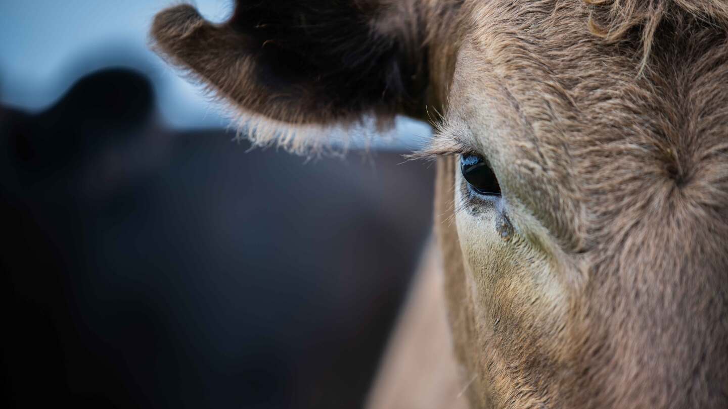 do cows have eyelids