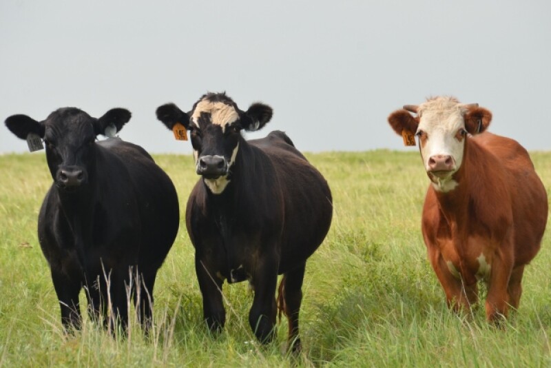 The Role of Stockers in Today’s Cattle Market