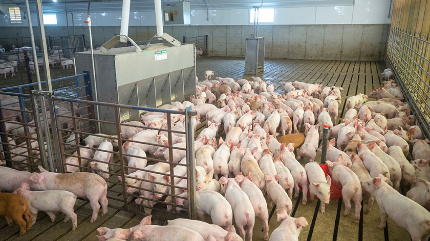 E. coli Will Be Added to Domestic Swine Disease Monitoring Reports in ...