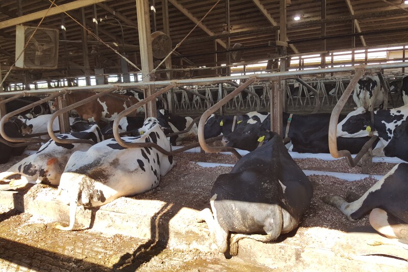 Counting Cows to Calculate Cow Comfort - Dairy Herd Management