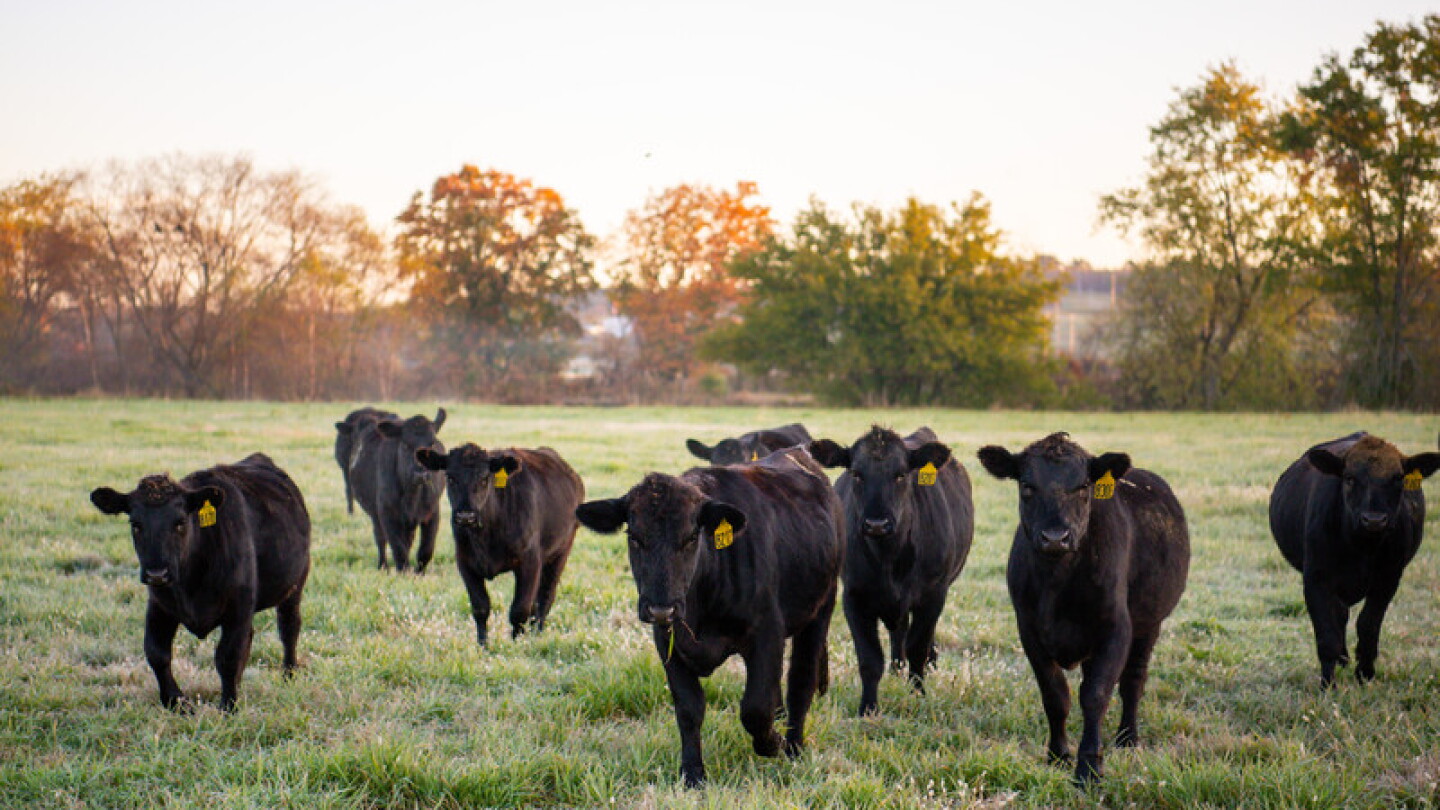 2020 Angus Convention Simplified to 137th Annual Meeting - Drovers