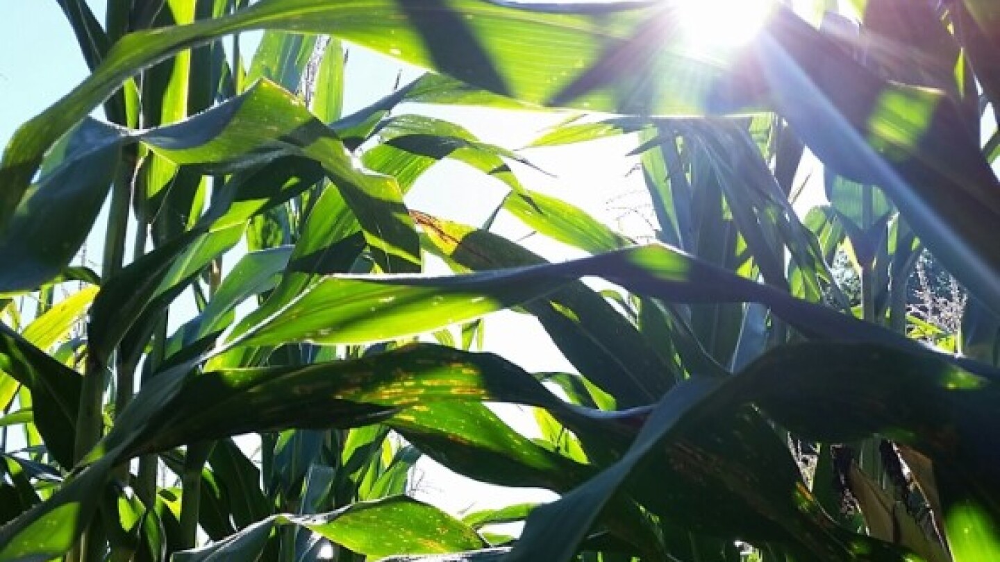 This is the Sound of Corn Growing - AgWeb