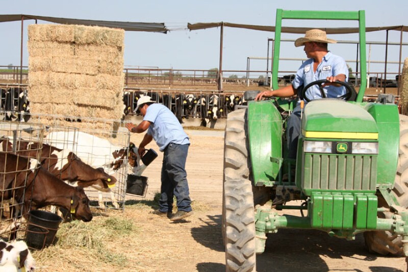 The Effects of Heat Stress on Dairy Cattle Development, Health and ...