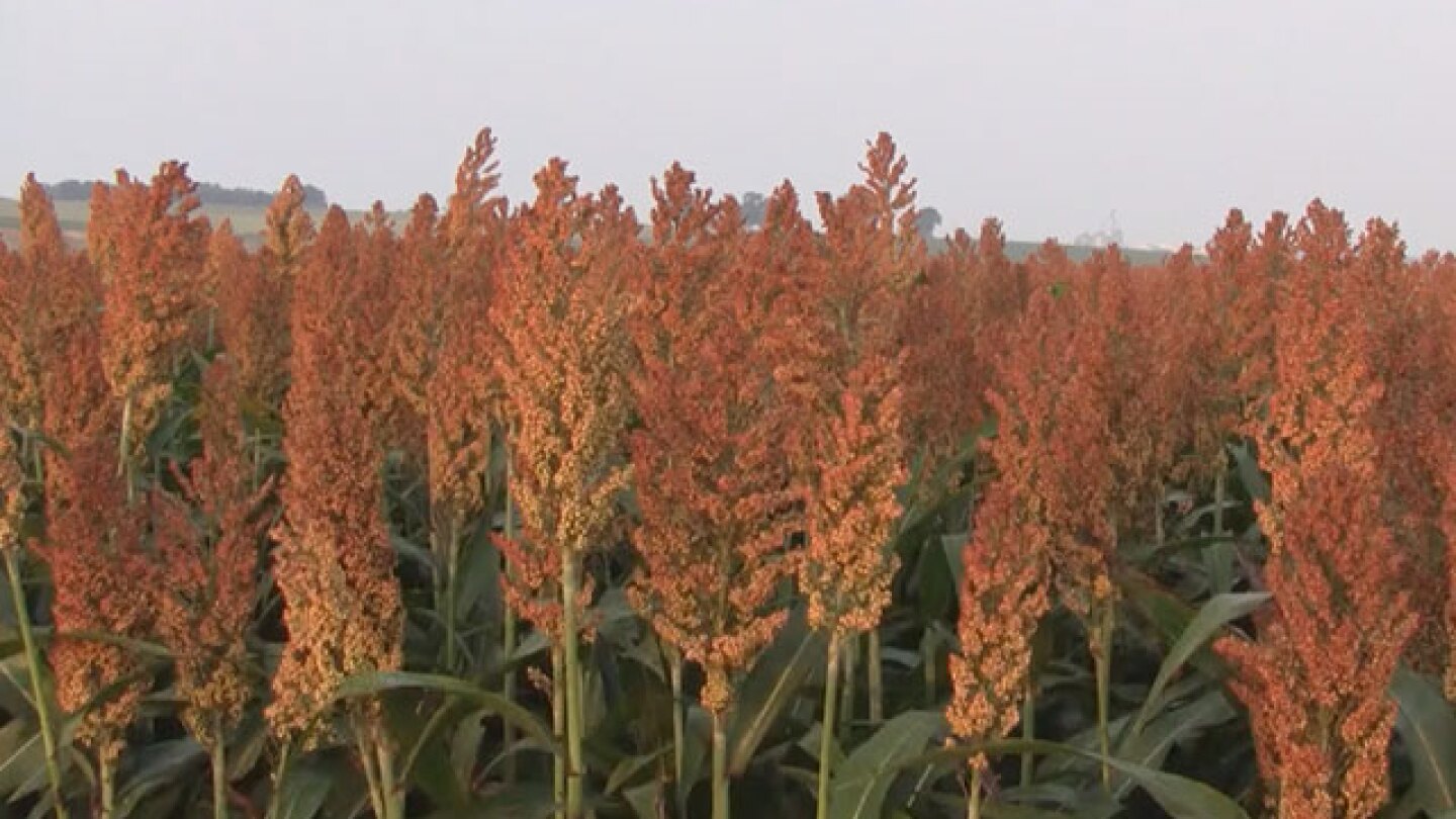 New Crop Sorghum Surpasses $5 as U.S. Weekly Sorghum Exports Shatter ...