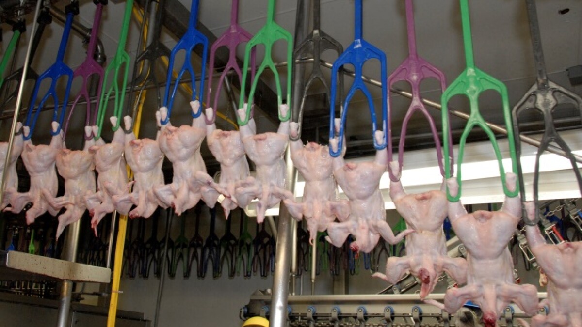 perdue chicken documentary