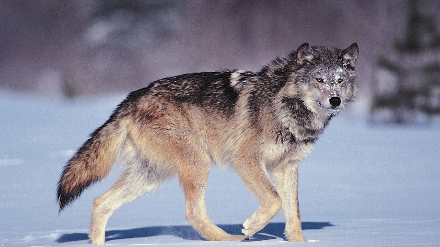 Wolves Are Not Going Away: Ranchers Push for Practical Management Tools ...