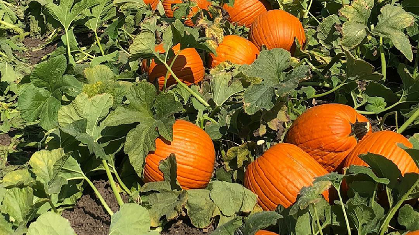 5 Things You Should Know Before Planting Niche Crops - AgWeb