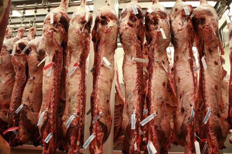 abs cattle slaughter