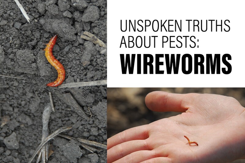 Unspoken Truths About Pests: Wireworms - AgWeb