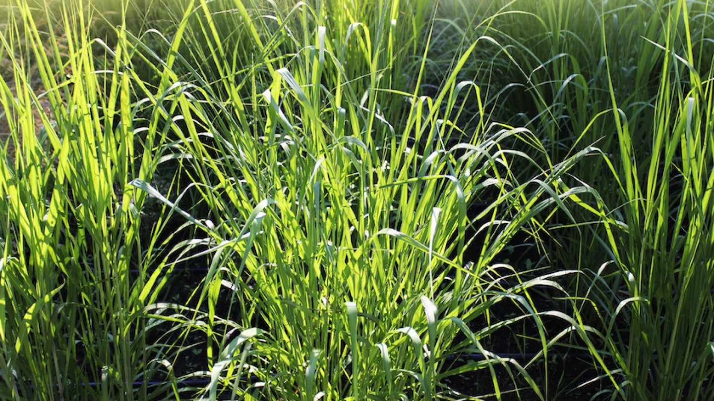 Ready for the Switch? The Dairy Merits of Switchgrass - Dairy Herd