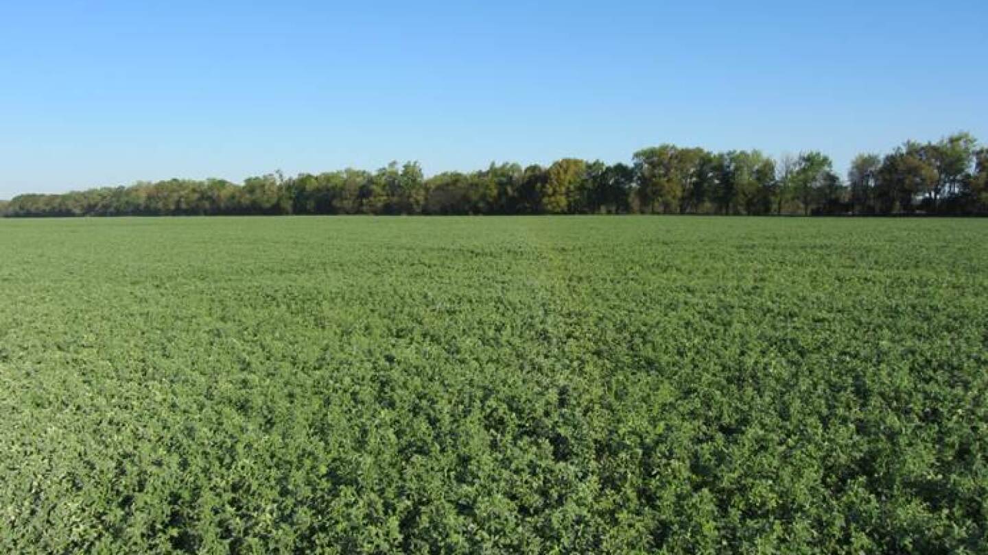 Alfalfa Production in North Florida - AgWeb