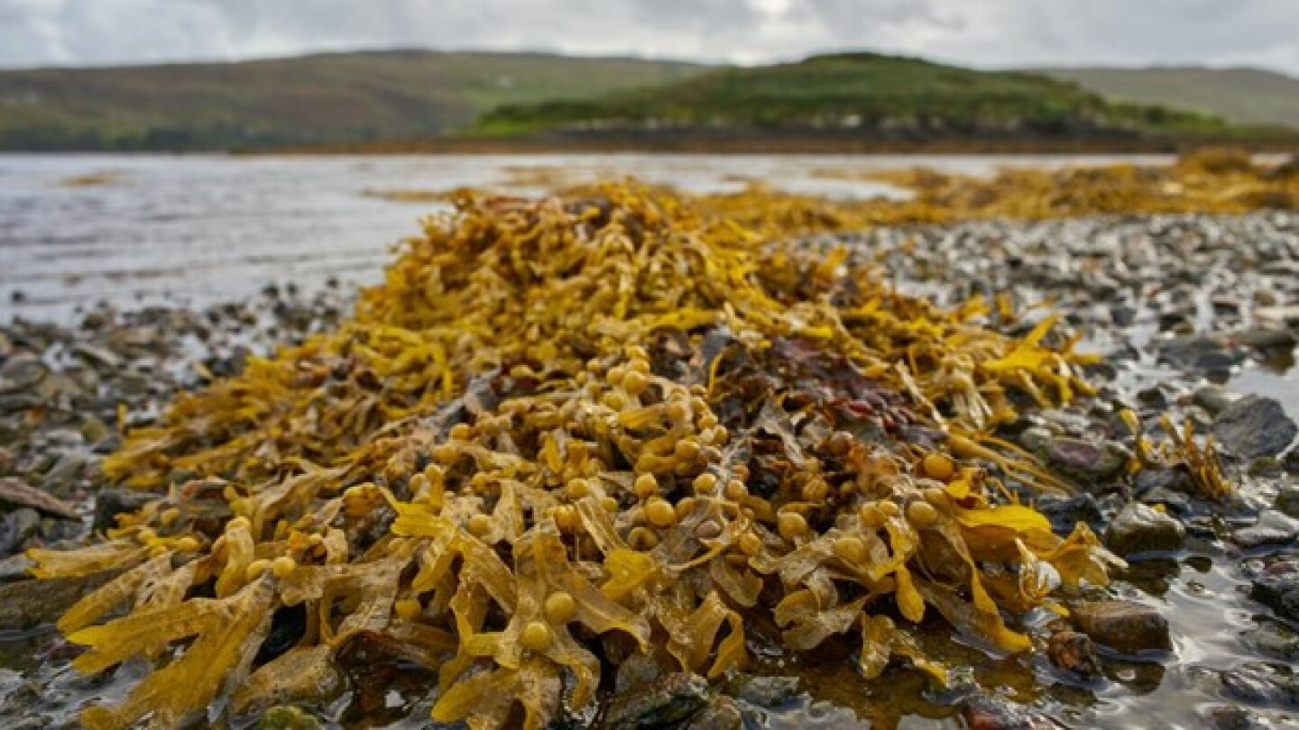 Could Seaweed Work in Cattle Diets? - Drovers