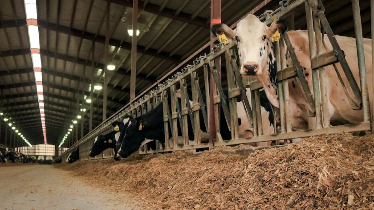 Shocking 7,000 Head Drop Hits Dairy Cows First Time Since 2024 - Dairy Herd