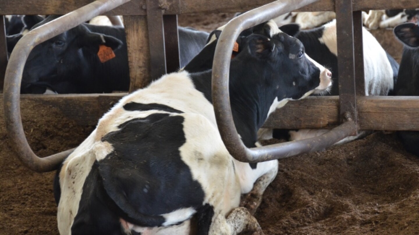 Should You be Tail Docking on Your Dairy Farm? - Dairy Herd