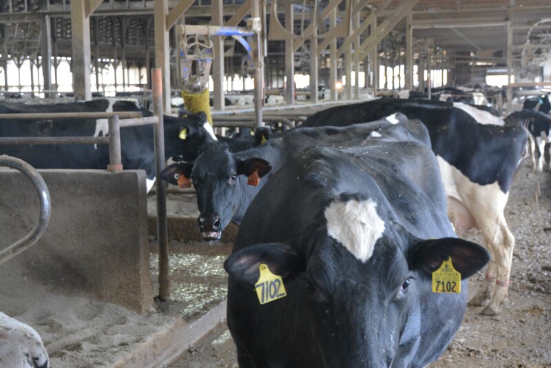 Dry Cow Cooling Benefits the Cow, Calf and Future Offspring - Dairy Herd