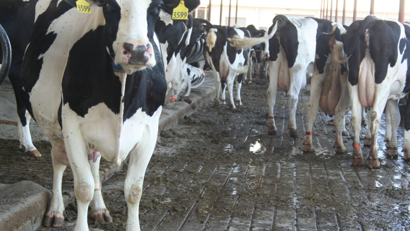 Mooving Cows: A New Approach to Training Cow Handling - Dairy Herd