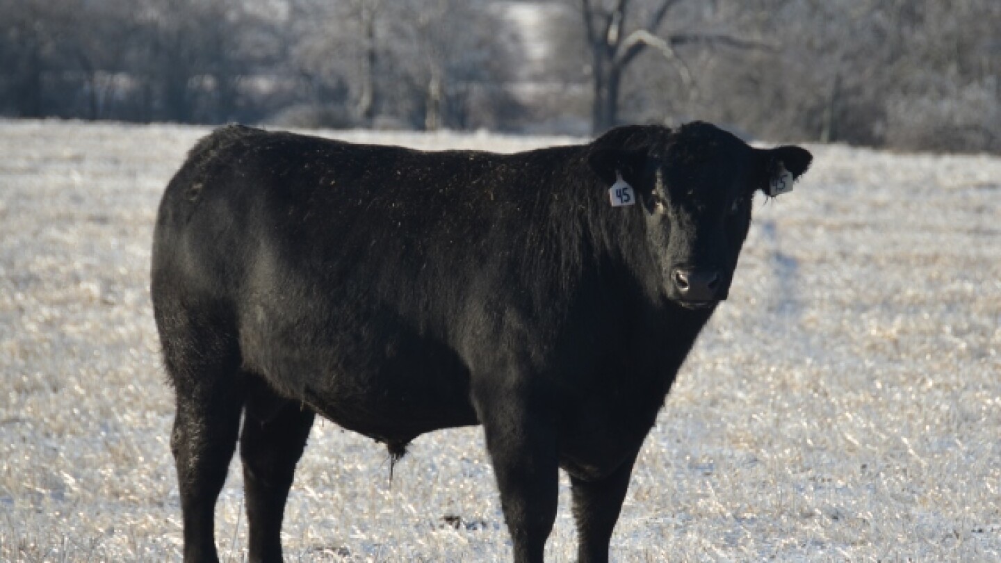 Bull Temperament: What Impact Does it Have on Performance and Behavior ...