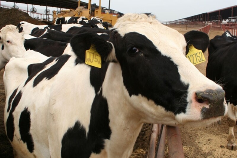 Senators Push USDA to Expand HPAI Strategy to Cover Turkeys, Dairy Cows ...