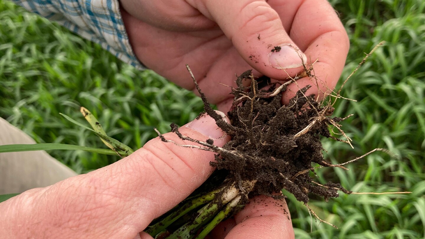 Lavie Bio Launches New Bio-Inoculant for Cereal Crops - The Scoop - Ag ...