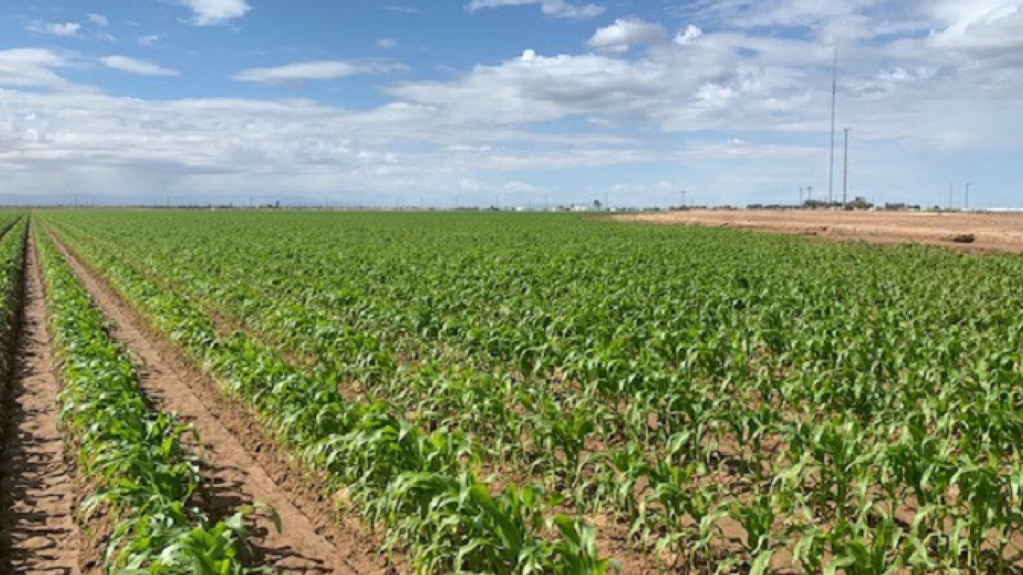 California sweet corn harvest nears - The Packer