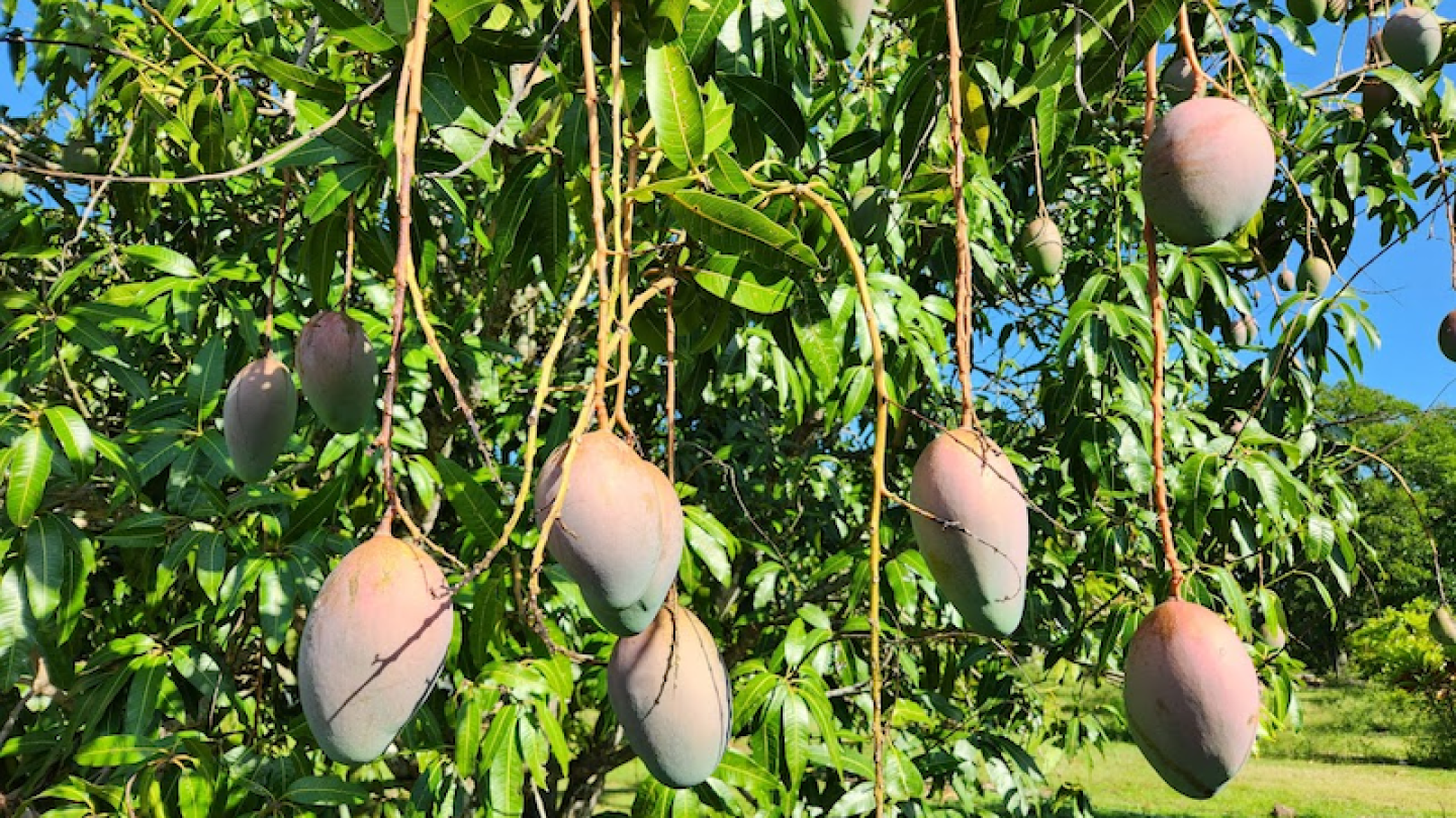 Miami shipper touts tree-ripe Florida mangoes this summer - The Packer
