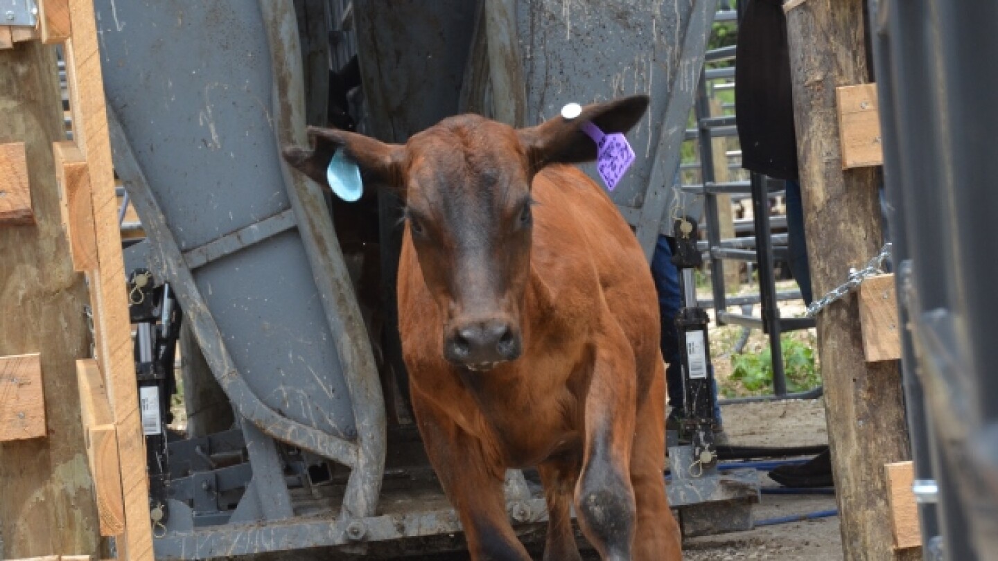 Beef Quality Assurance Program Injection Site Guideline - Drovers