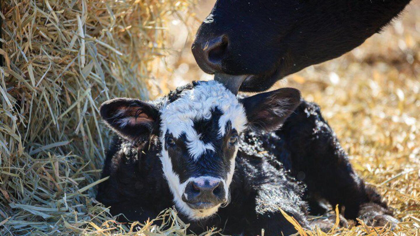 How To Give a Calf Electrolytes, The Dehydration Lifeline - Drovers