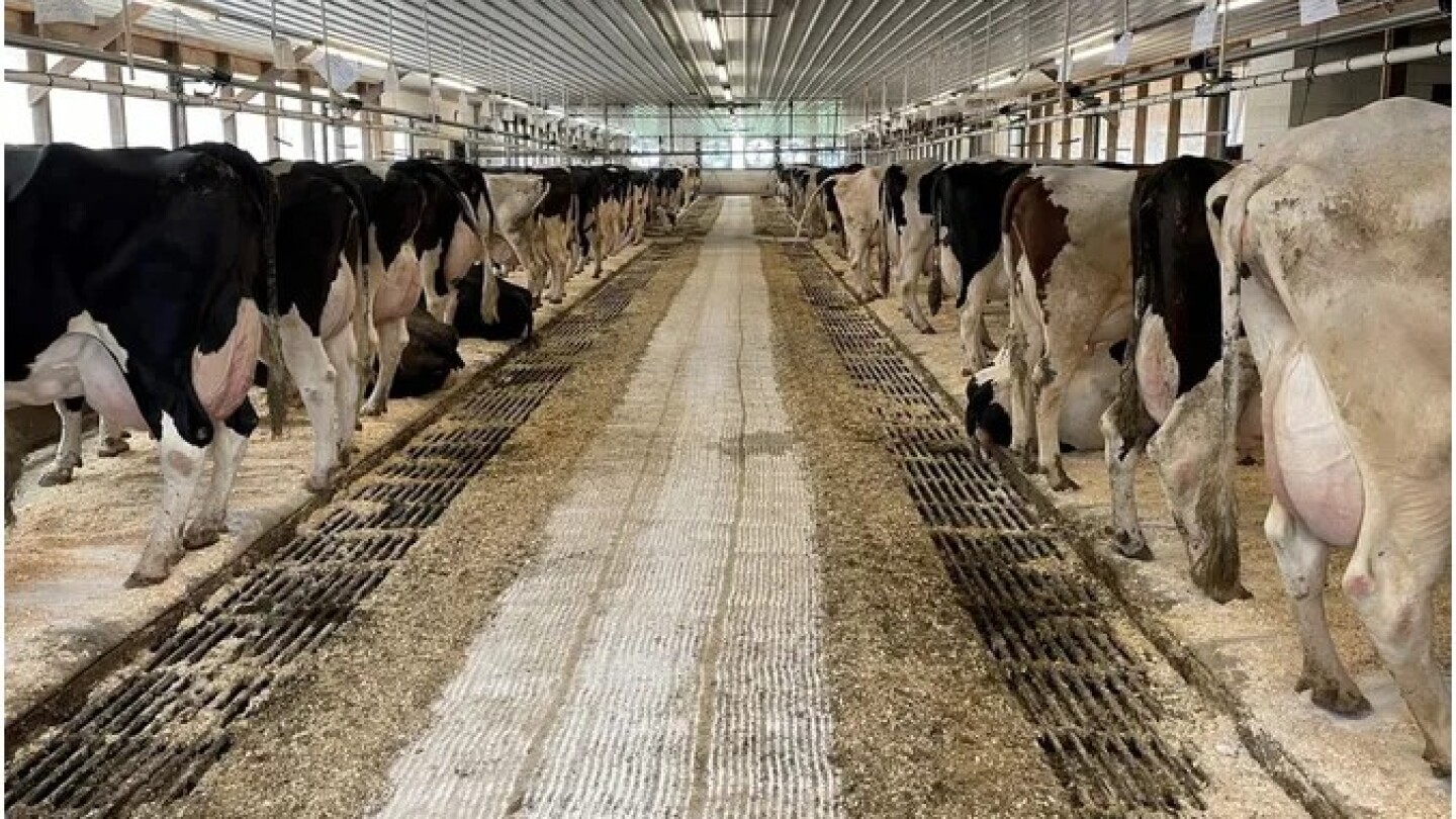 H5N1 Mandatory Testing For Interstate Movement Of Dairy Cattle In ...