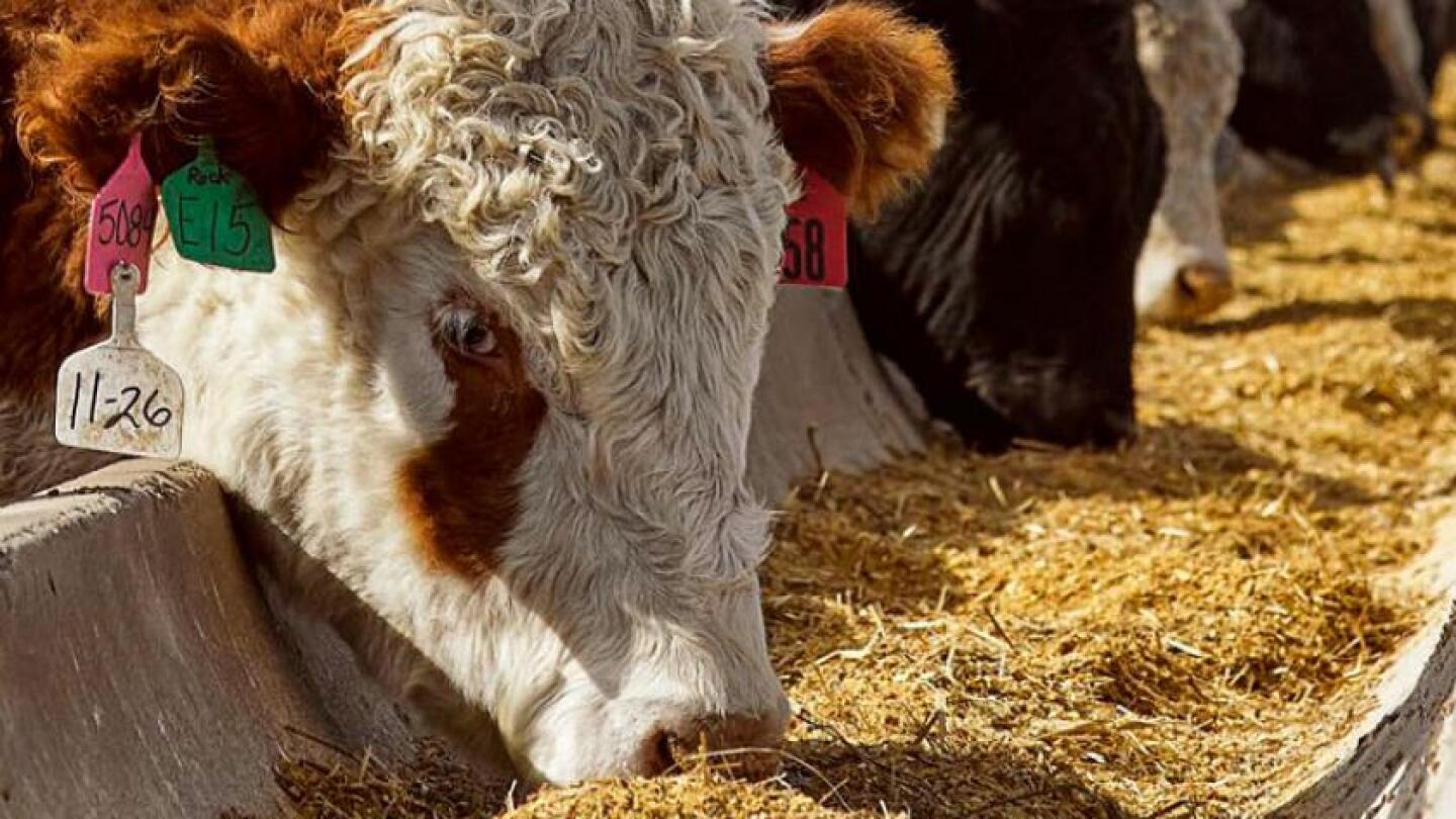 Kansas State Research Reveals This Feeding Practice Shows Sustainable ...