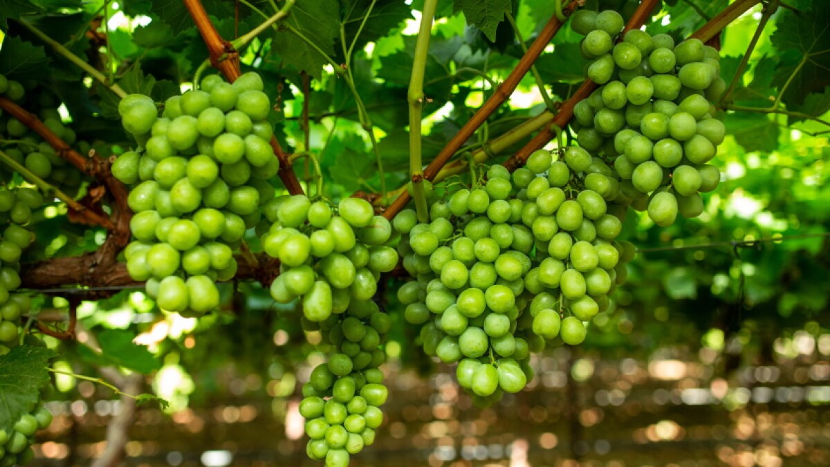 green grapes tree