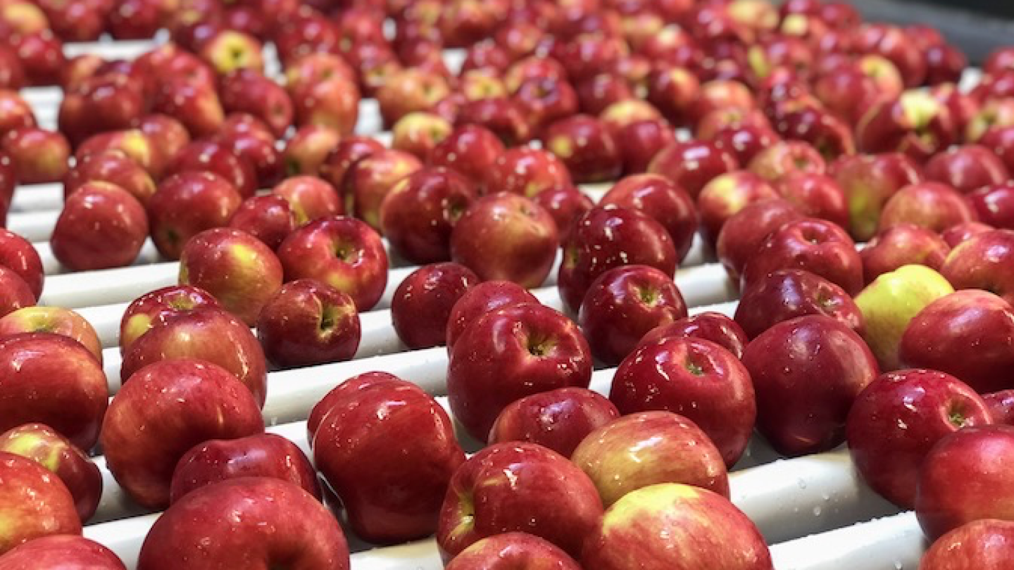 Stemilt's Rave apple kicks off Washington's 2019 crop - The Packer